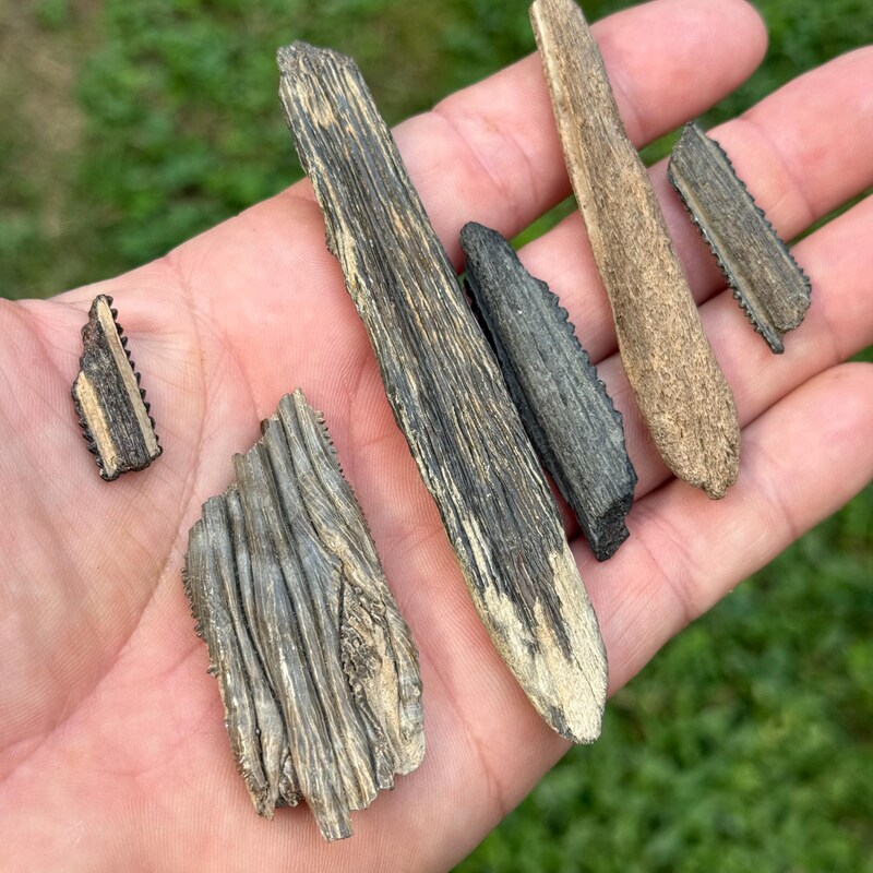 SunriseFossils - Etsy