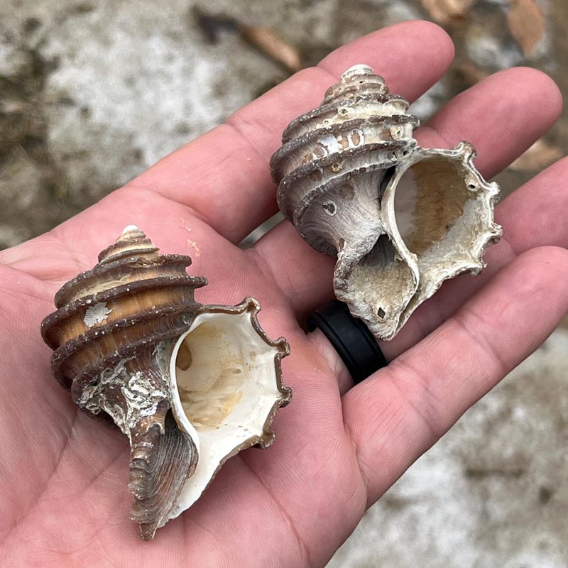 SunriseFossils - Etsy