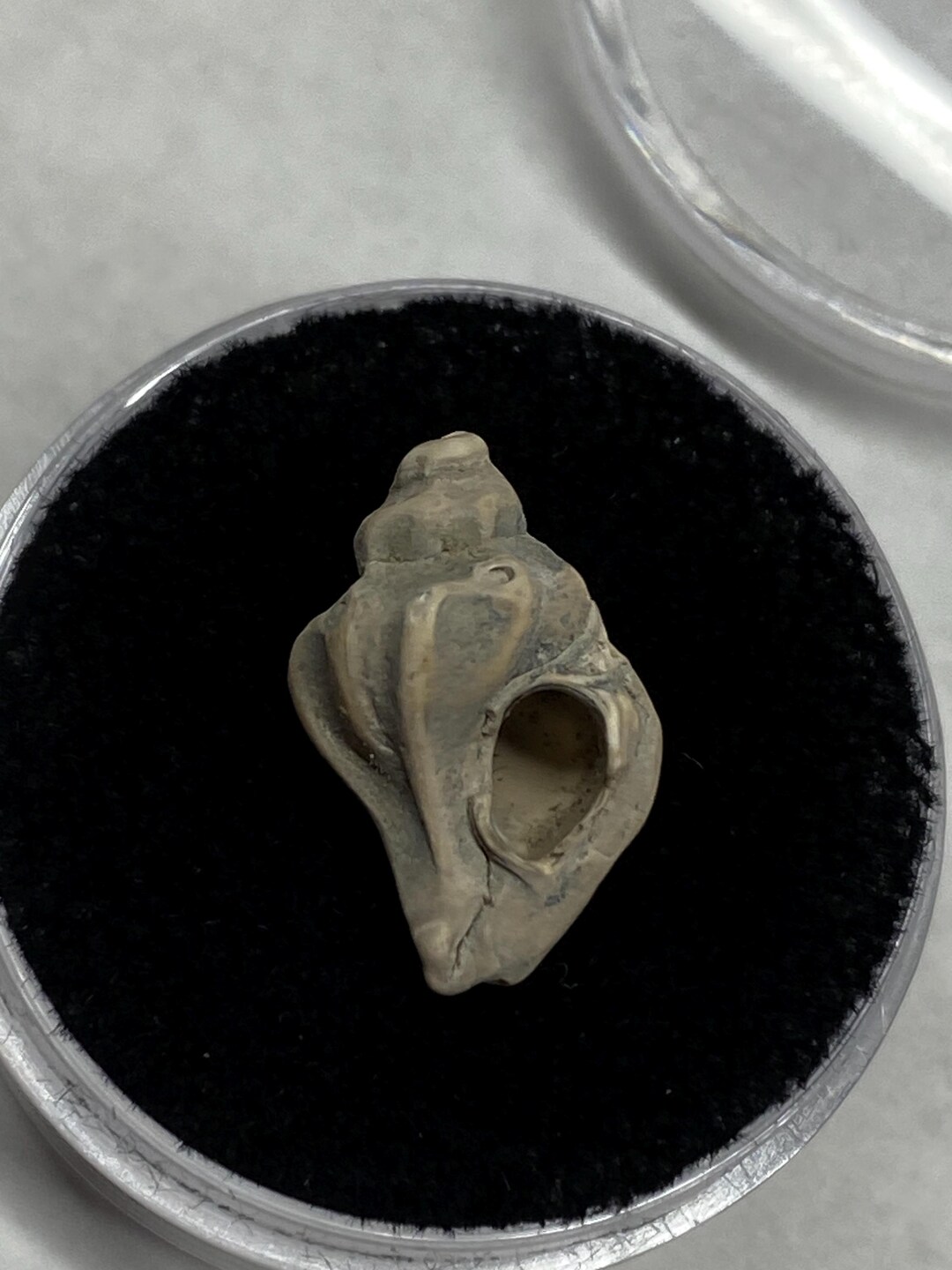 Fossilized Typhis Acuticosta Murex Shell, St. Marys Formation of ...