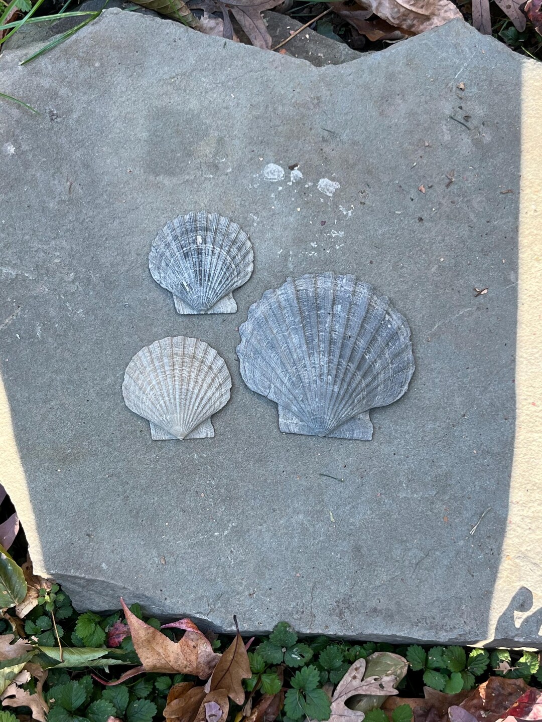 3 Fossilized Chesapecten Shells From the Choptank Formation of Calvert ...