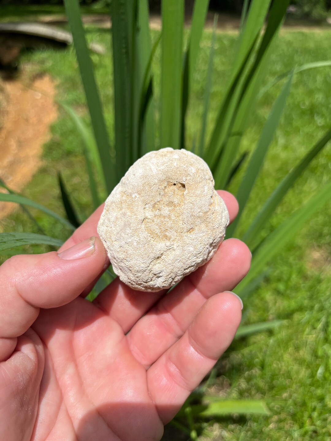 Fossilized Hydrozoan Colony, Choptank Formation, Calvert Cliffs ...