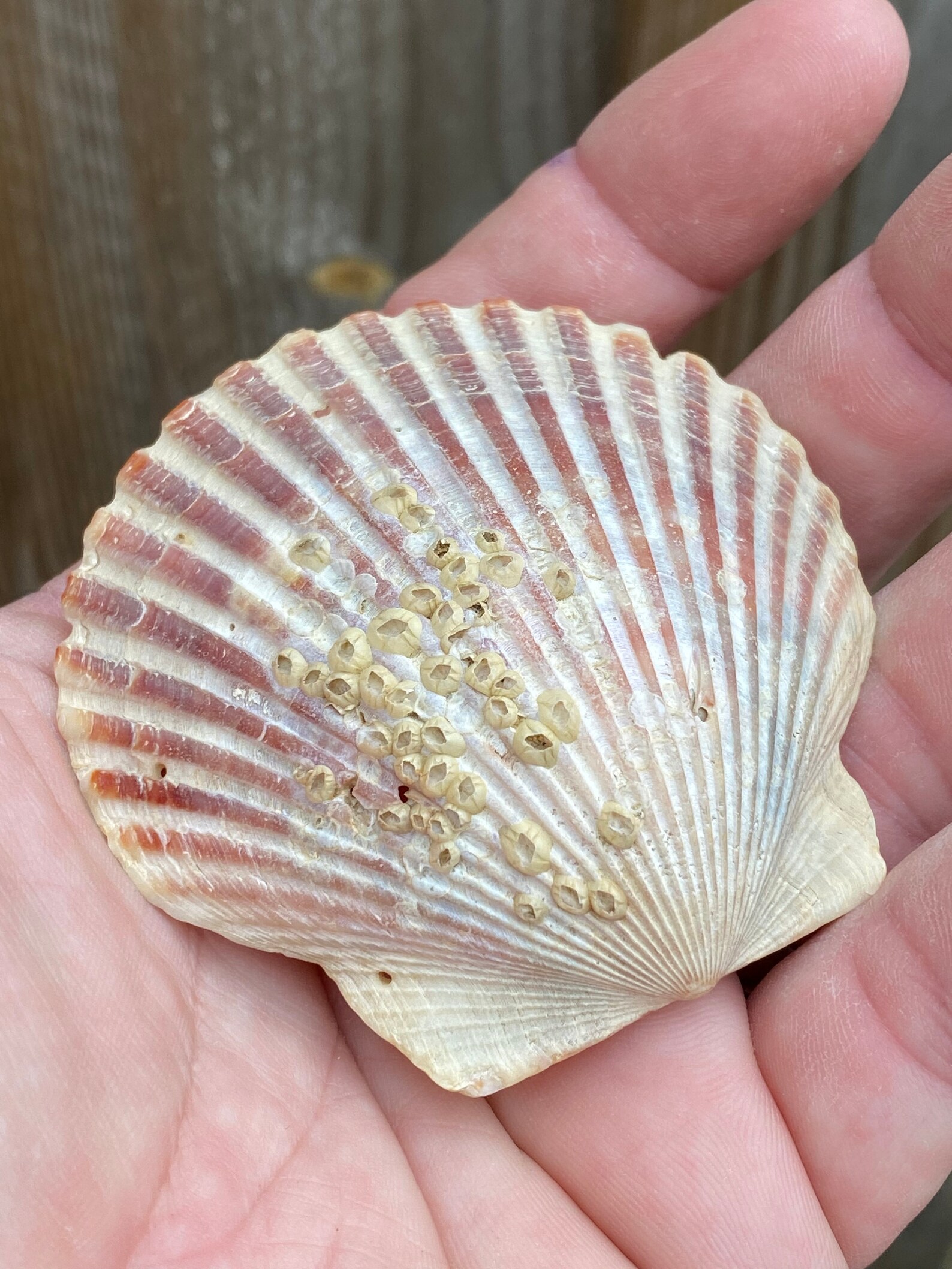 MODERN Scallop Shell Found on Maryland Beach with Barnacles | Etsy
