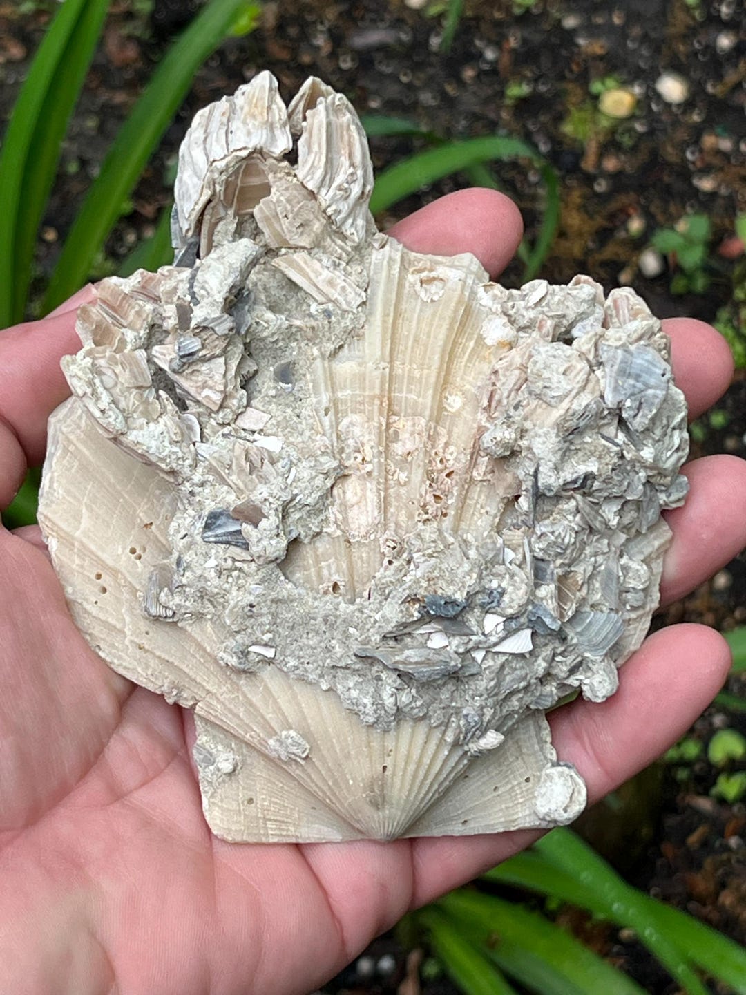 Fossilized Chesapecten Shell, Governors Run Sand Layer, (between Zone ...
