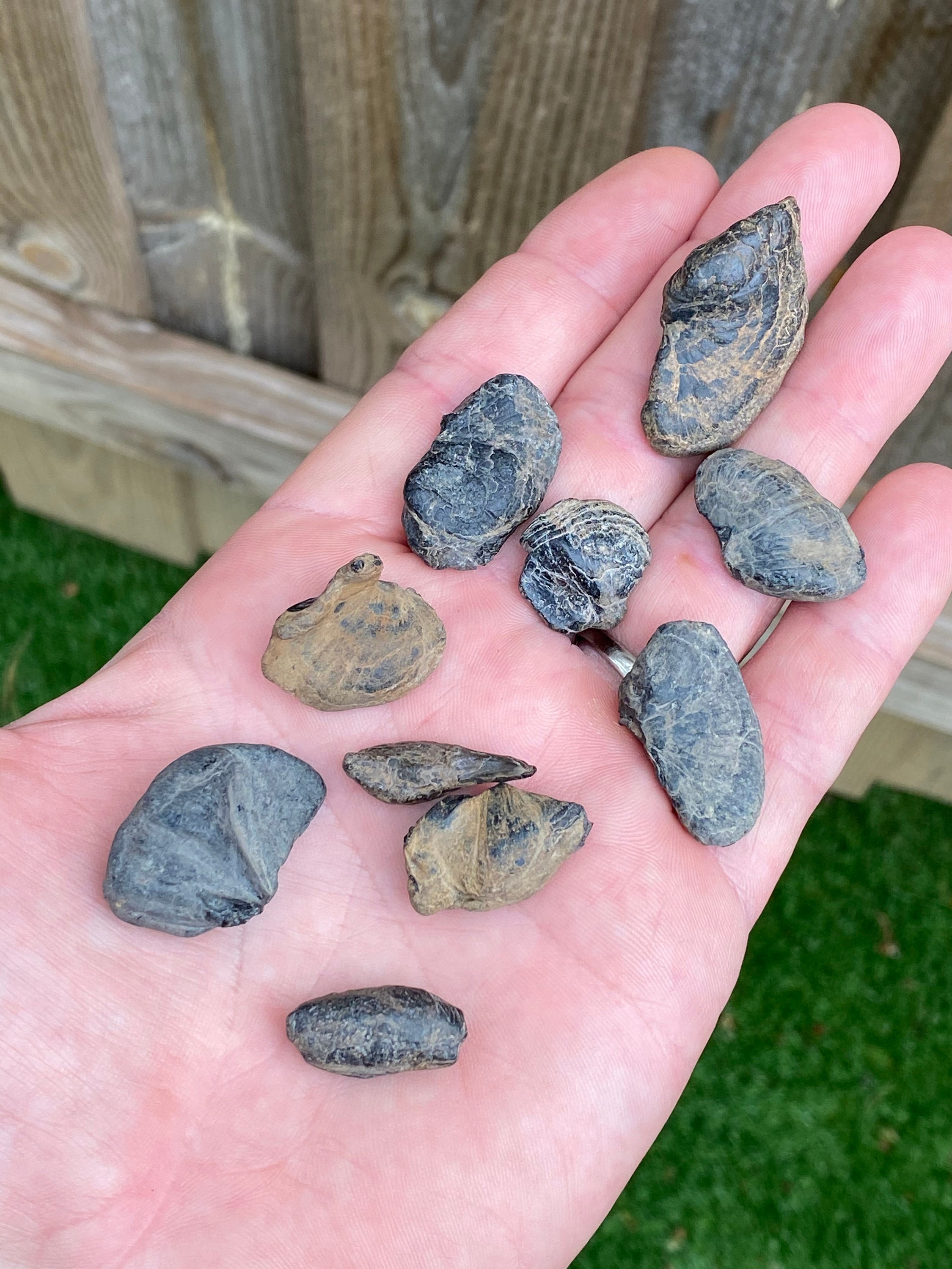 Fossilized Fish Tilly Bones From North Carolina | Etsy