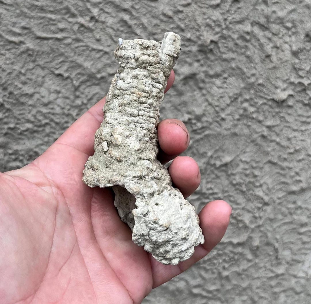 Large Fossilized Burrow From the Choptank Formation of Calvert Cliffs ...