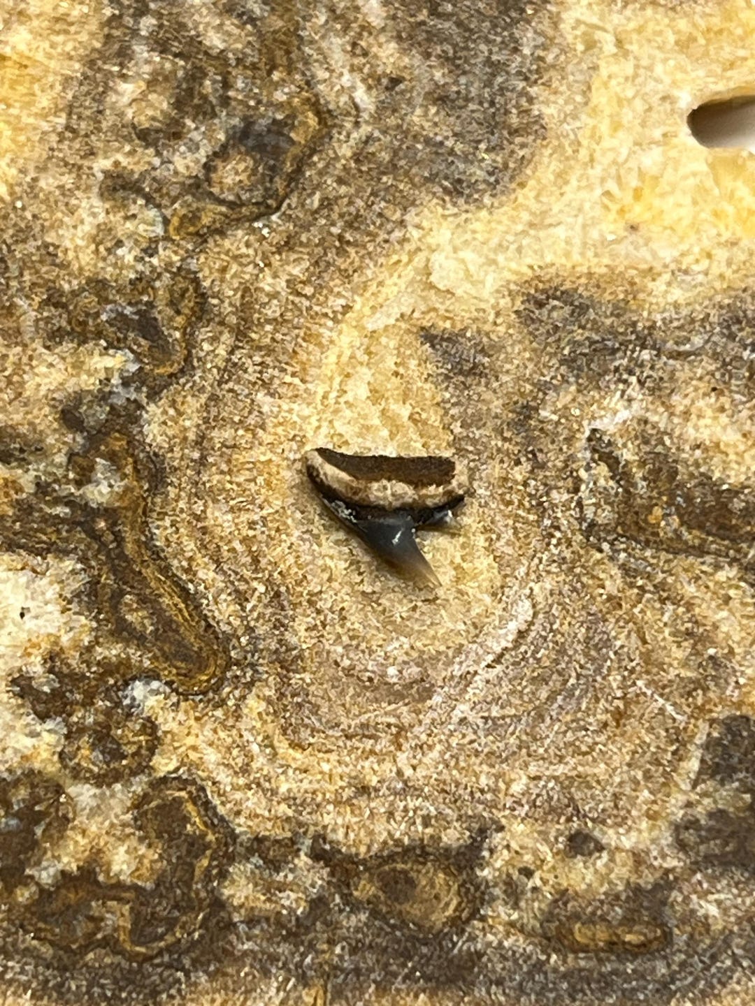 Fossilized Upper Cow Shark Tooth From Chile - Etsy