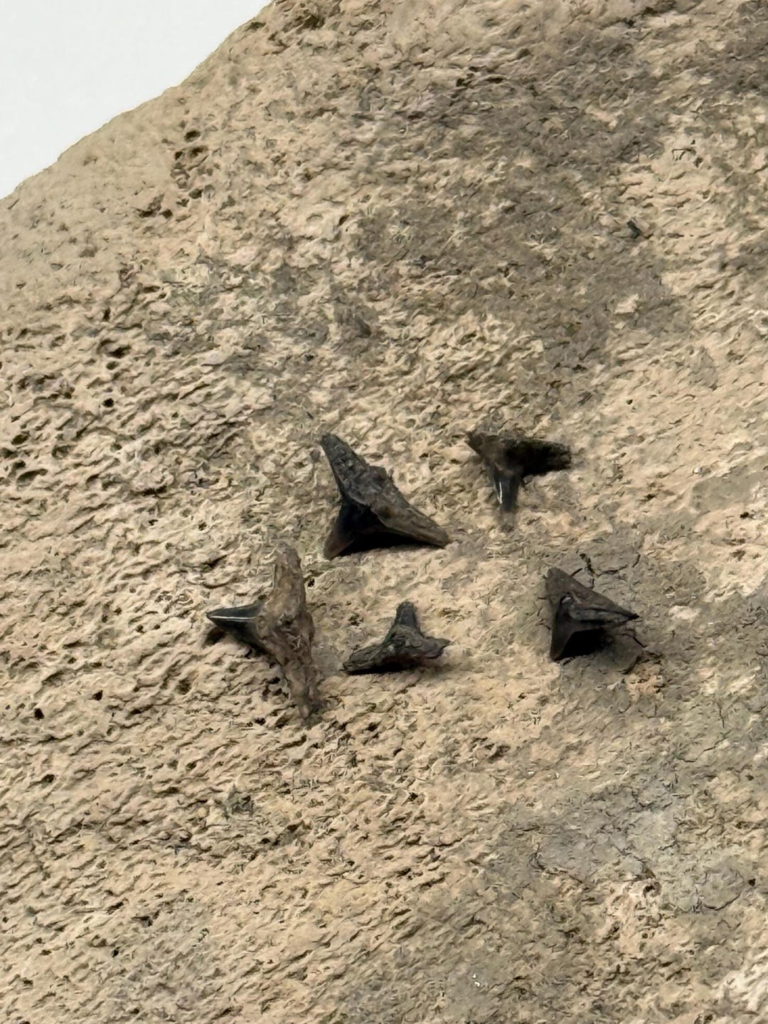 5 Fossilized Angel Shark Teeth, Paleocene, Charles County, Maryland - Etsy