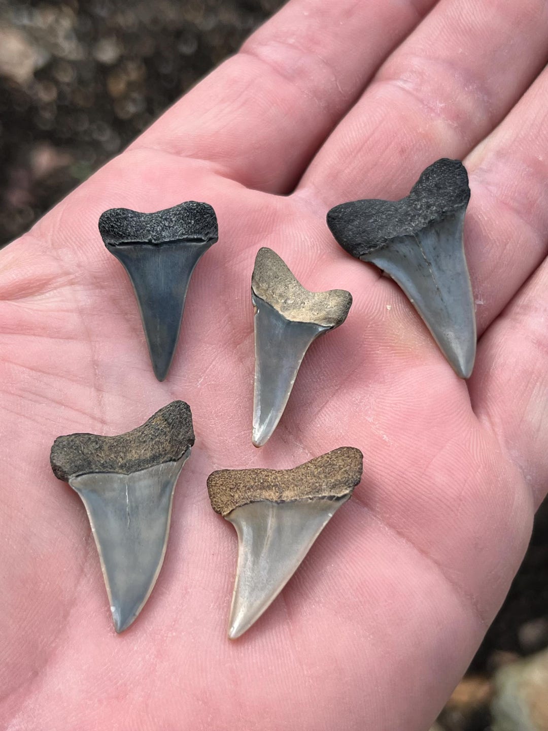 5 Fossilized Hastalis Shark Teeth From the Calvert Formation of Calvert ...