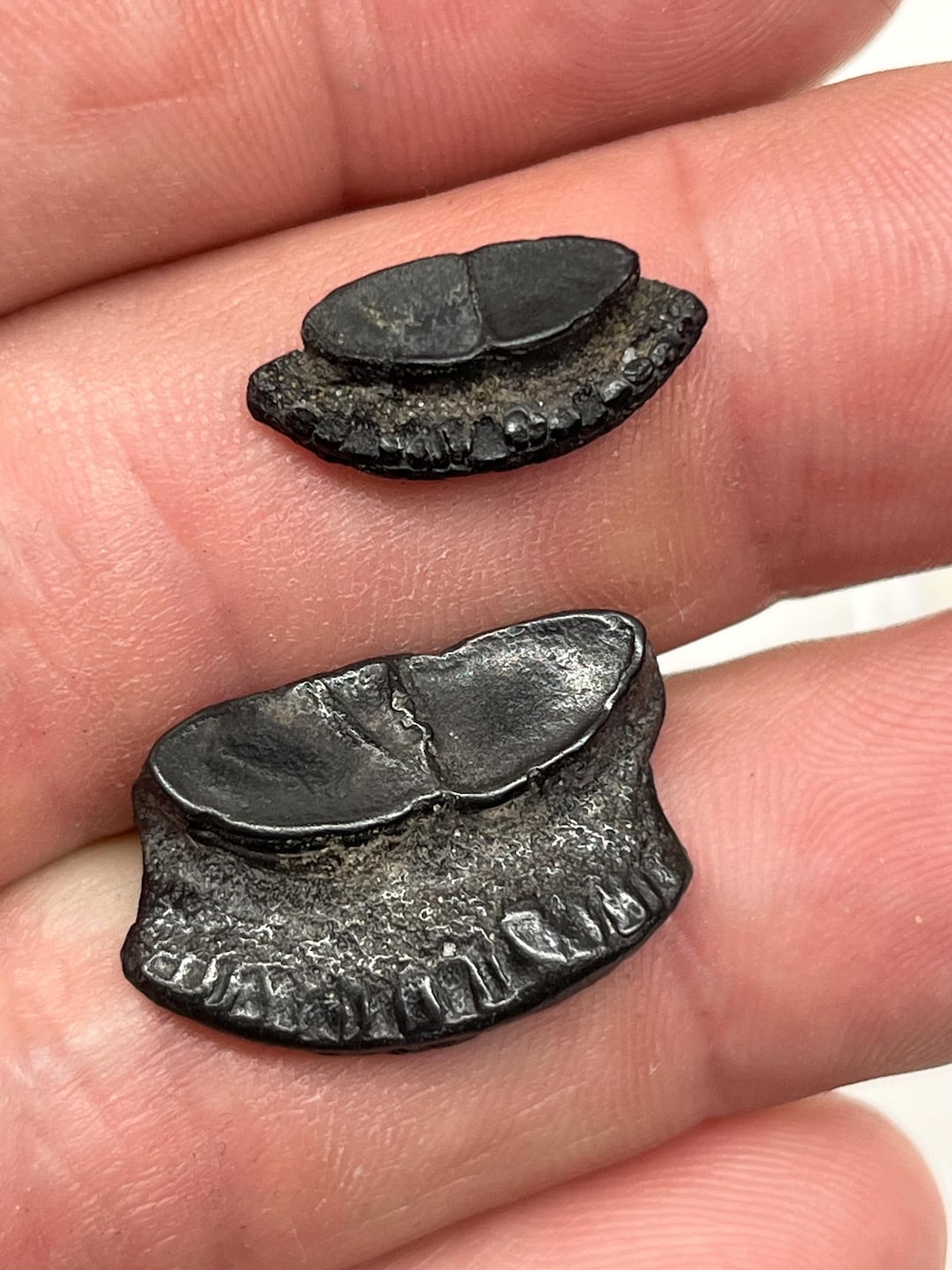 2 Fossilized Burr Fish Mouth Plates From Calvert Cliffs Maryland - Etsy