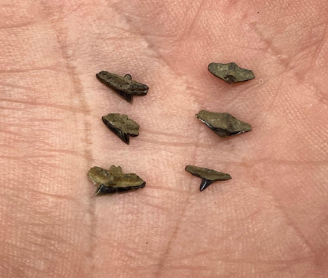 3 Fossilized Dog Fish Shark Teeth and 3 Fossilized Angel Shark Teeth ...