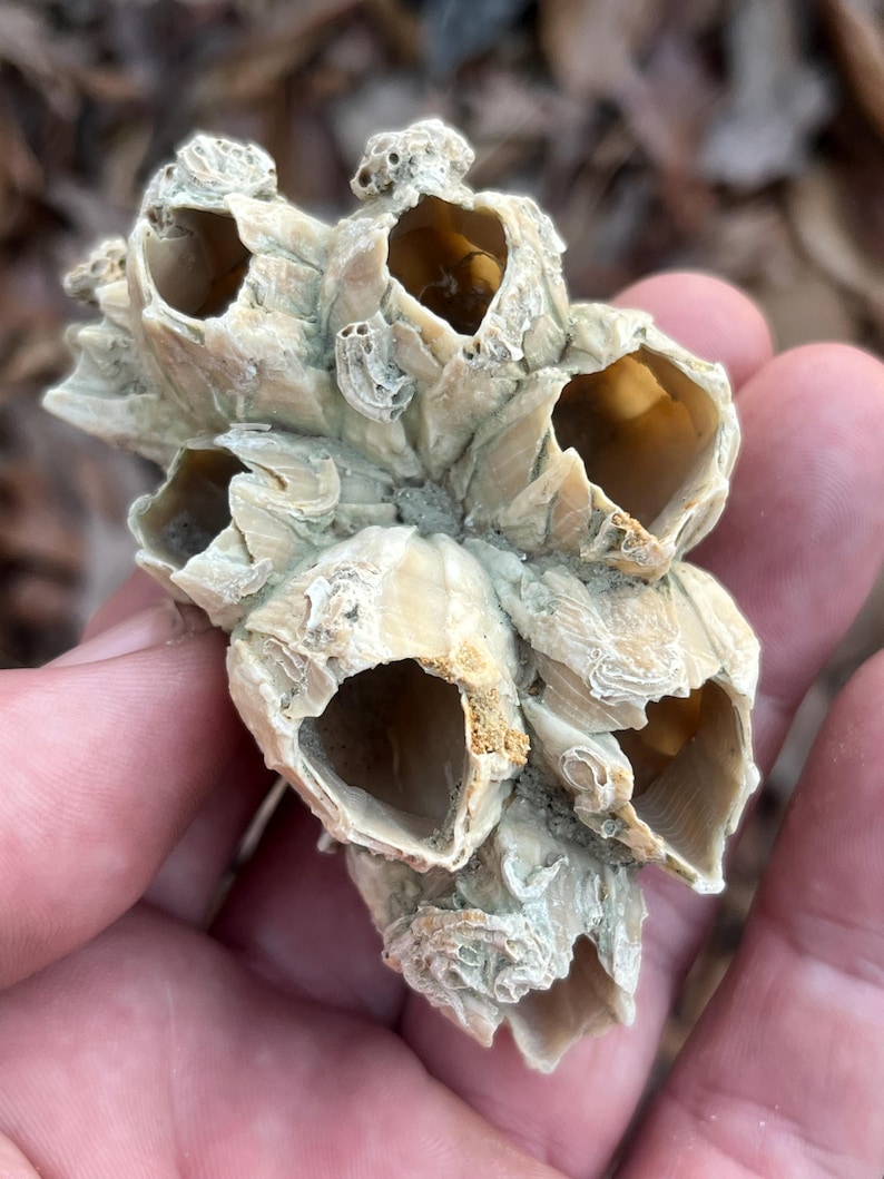 Fossilized Barnacle Cluster, Choptank Formation, Calvert Cliffs ...