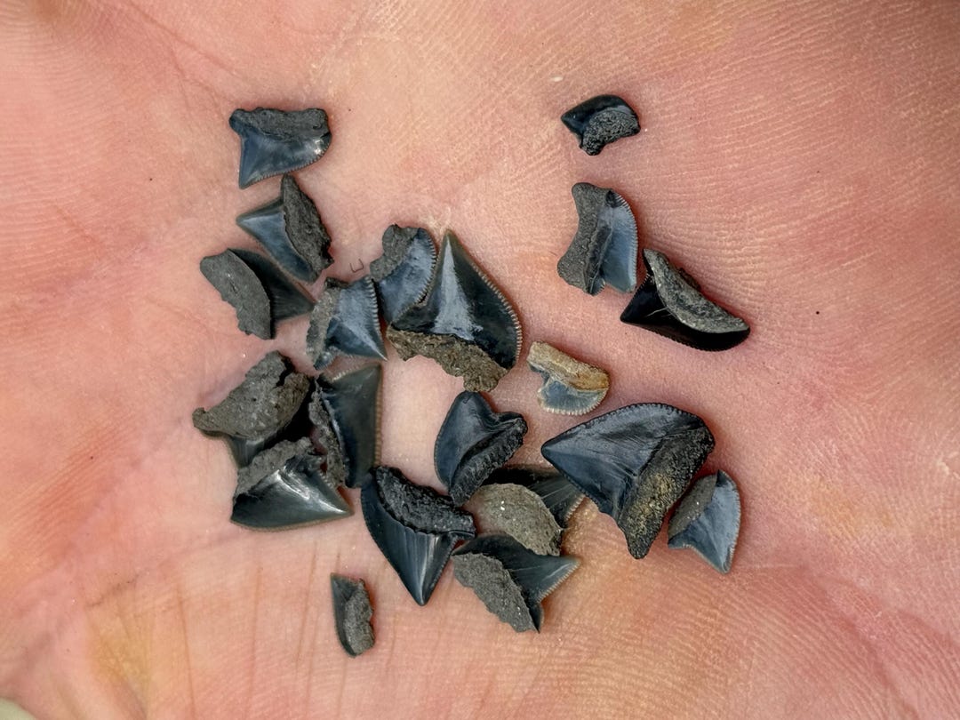 20 Fossilized Crow Shark Teeth From the Severn Formation Located in ...