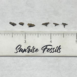 3 Fossilized Dog Fish Shark Teeth and 3 Fossilized Angel Shark Teeth ...