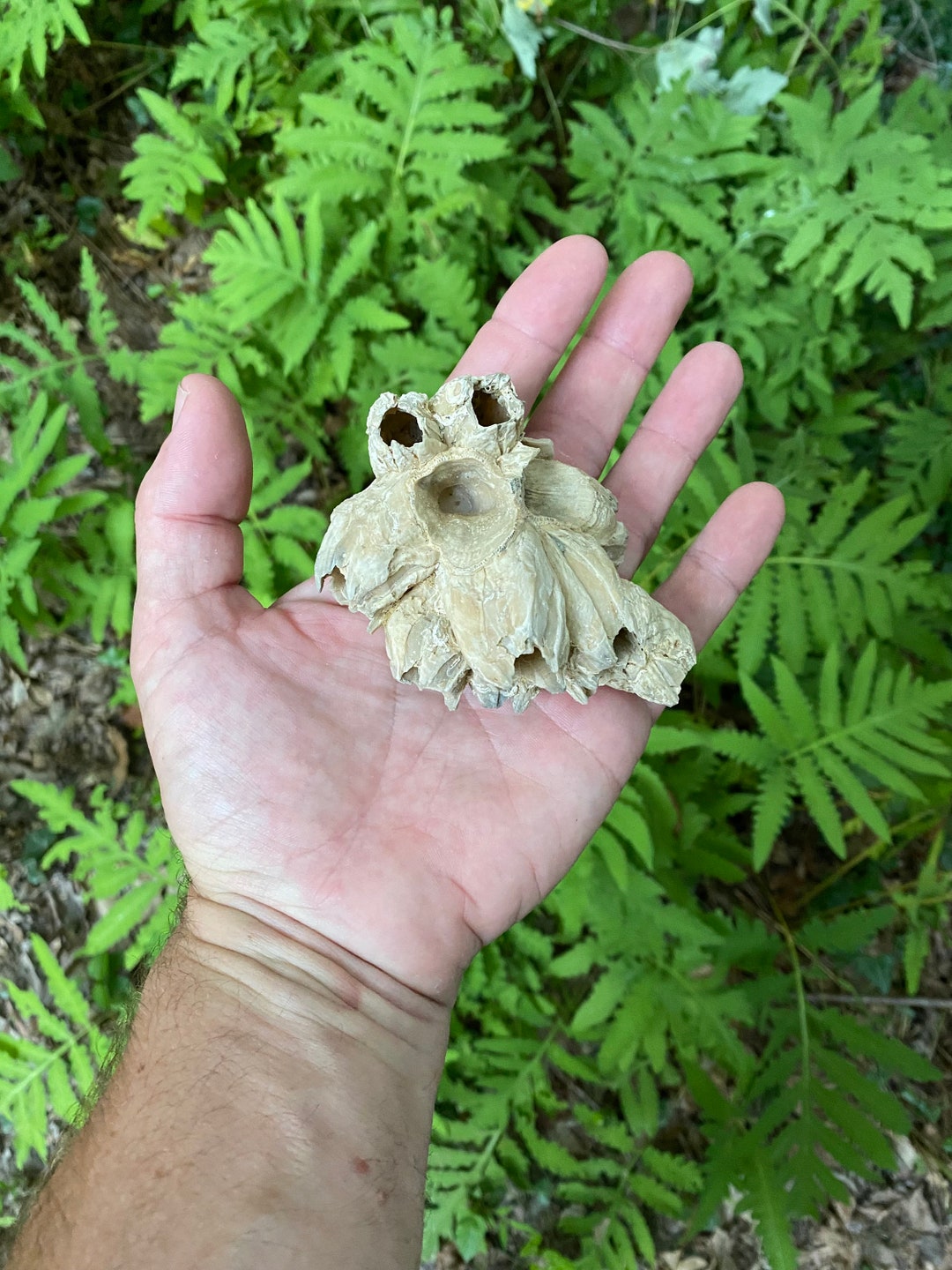 Fossilized Barnacle Cluster From The Choptank Formation Of Etsy