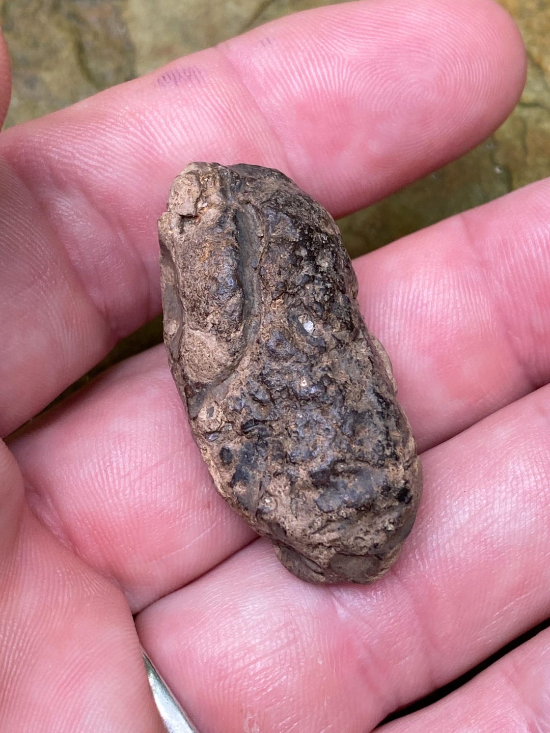 Fossilized Coprolite (poop), Miocene Aged Turd, Calvert Cliffs ...