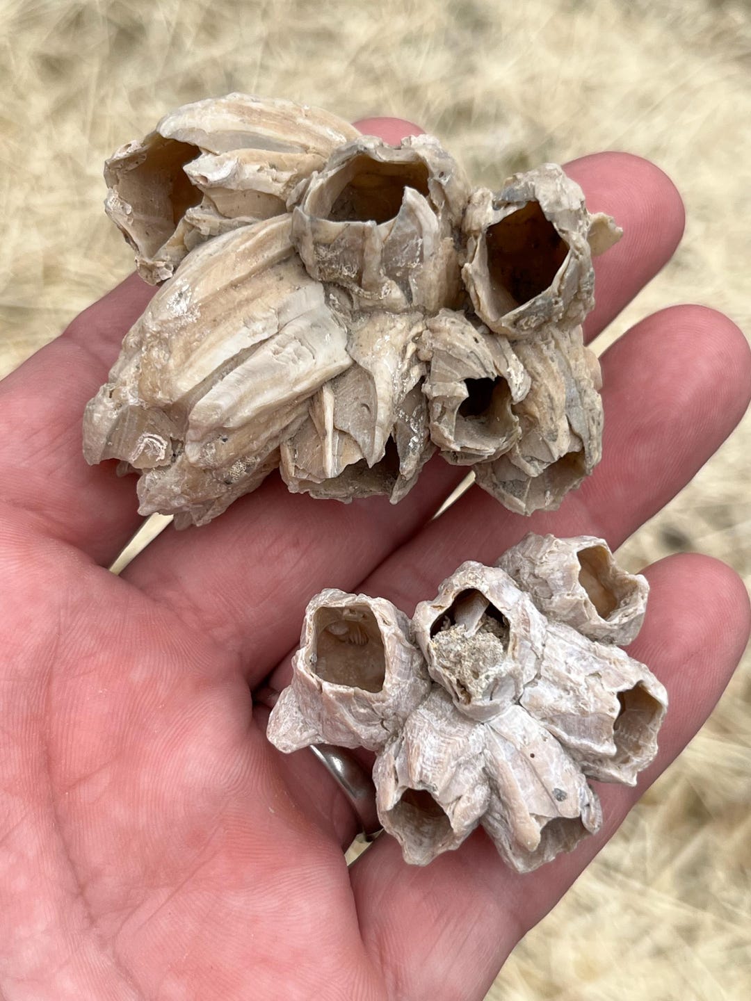 2 Fossilized Barnacle Cluster, Choptank Formation, Calvert Cliffs ...