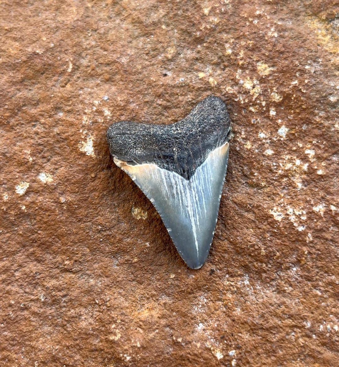 Fossilized Megalodon Shark Tooth, Calvert Formation, Calvert Cliffs ...