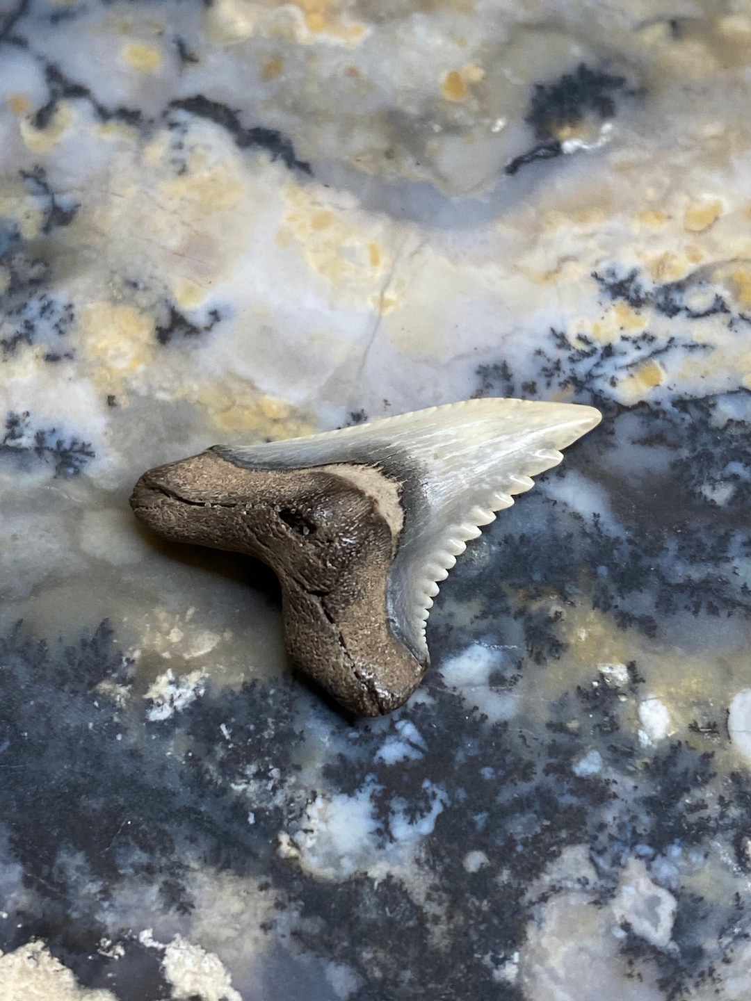 Fossilized Hemipristis Serra Shark Tooth “snaggletooth” Beautifully ...