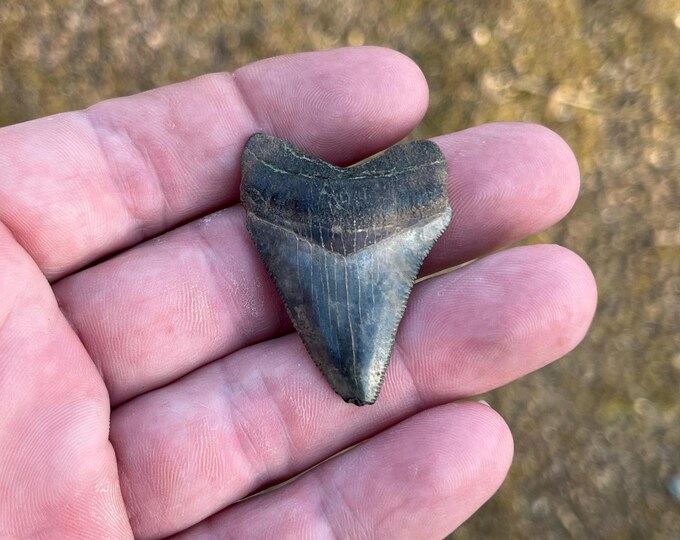 Fossilized Megalodon Tooth From the Calvert Formation of Calvert Cliffs ...