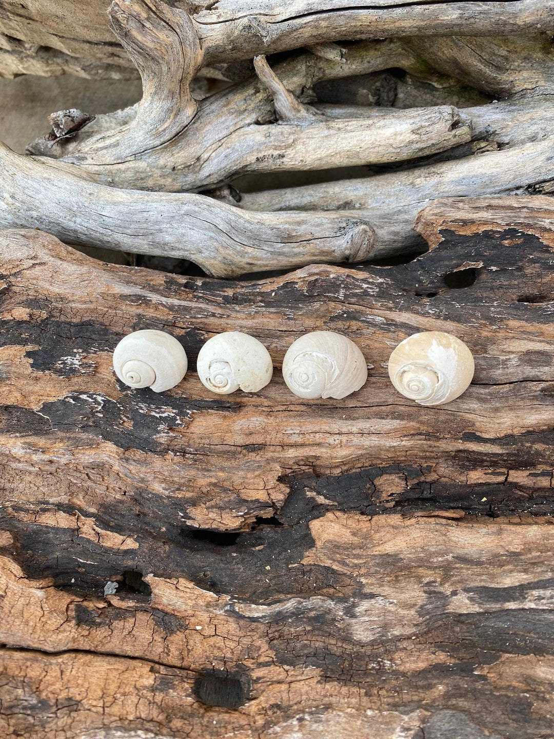 4 Fossilized Moon Snail Shells shark Eye Calvert Cliffs - Etsy