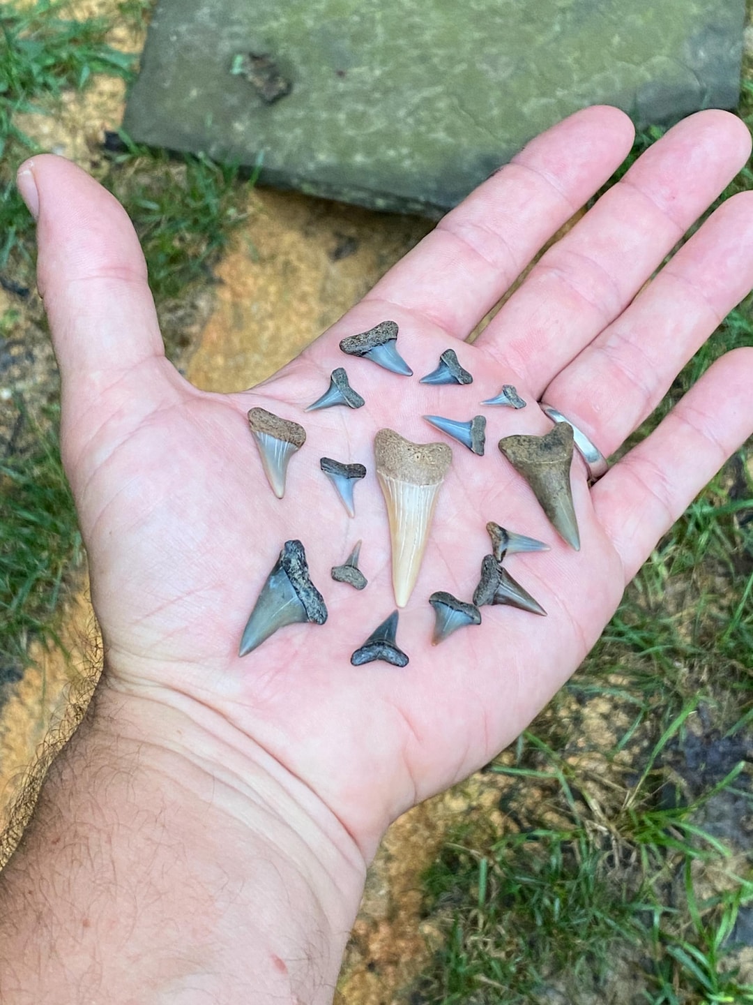 15 Fossilized Hastalis Shark Teeth From Calvert Cliffs, Maryland - Etsy