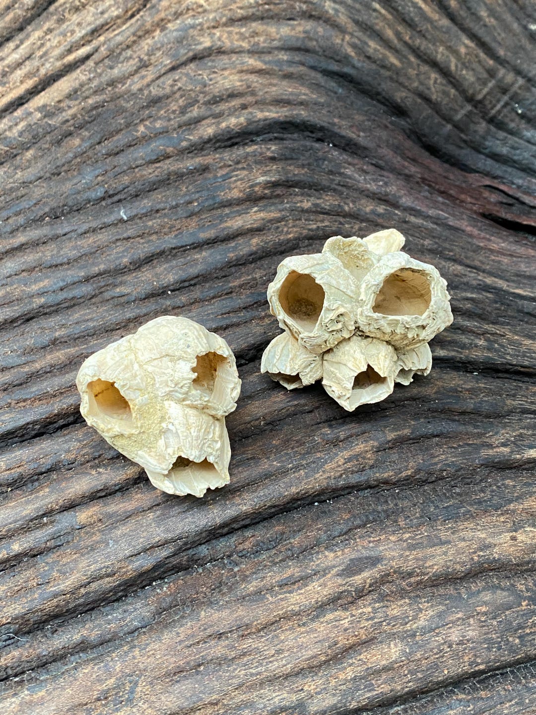 Fossilized Barnacle Clusters, Miocene in Age, Calvert Cliffs, Maryland ...