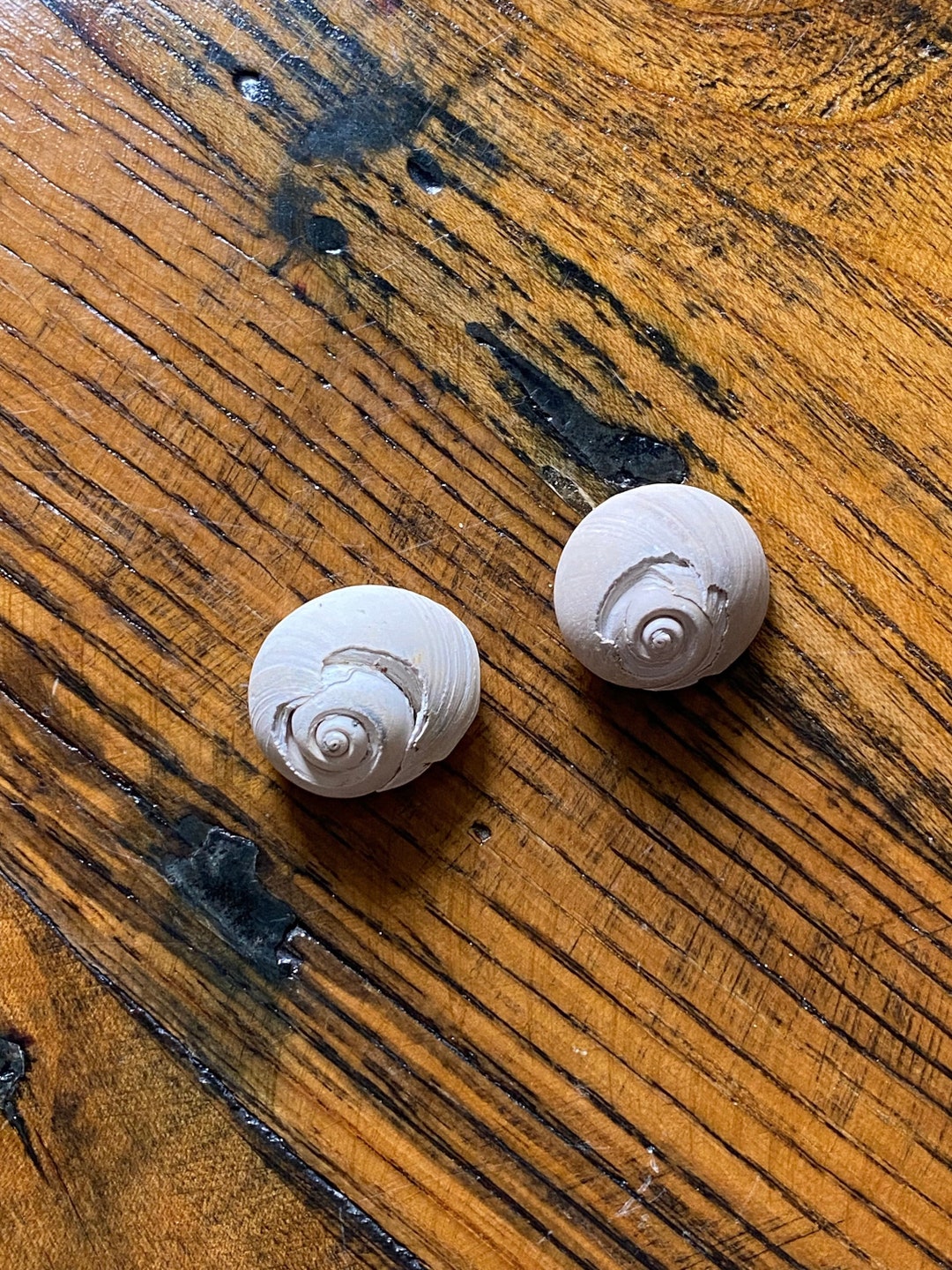 2 Fossilized Moon Snail shark Eye Shells From Calvert - Etsy