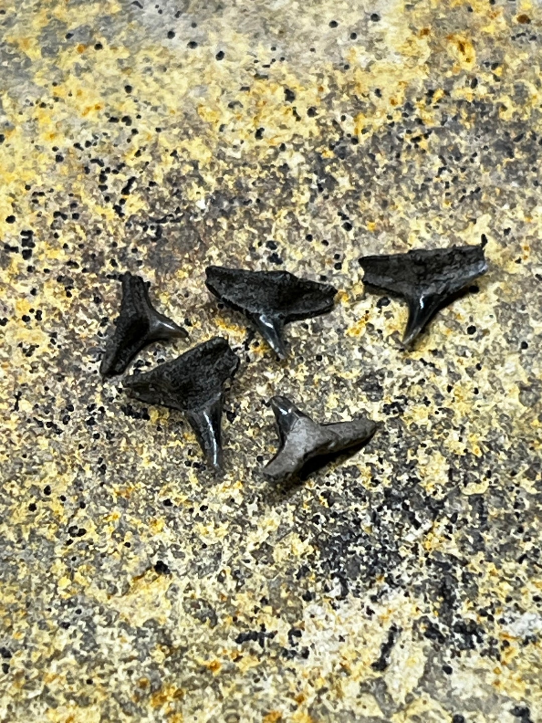 5 Fossilized Angel Shark Teeth, Paleocene, Maryland - Etsy