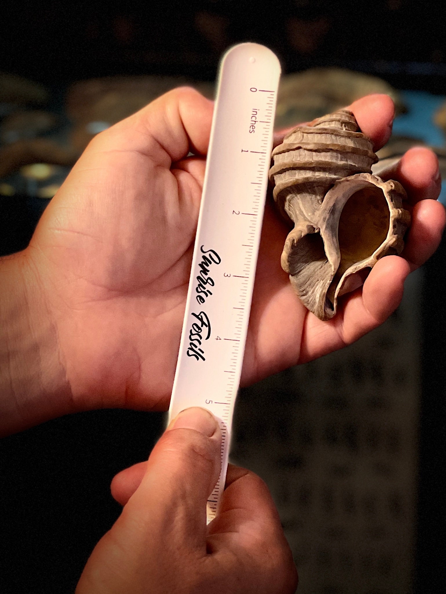 Slap Bracelet Fossil Measuring Ruler - Etsy