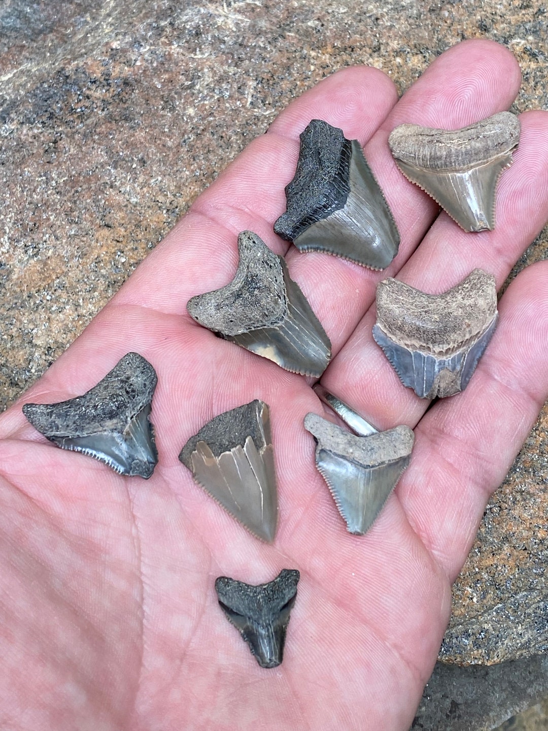8 Fossilized Megalodon Shark Teeth From Calvert Cliffs Maryland - Etsy