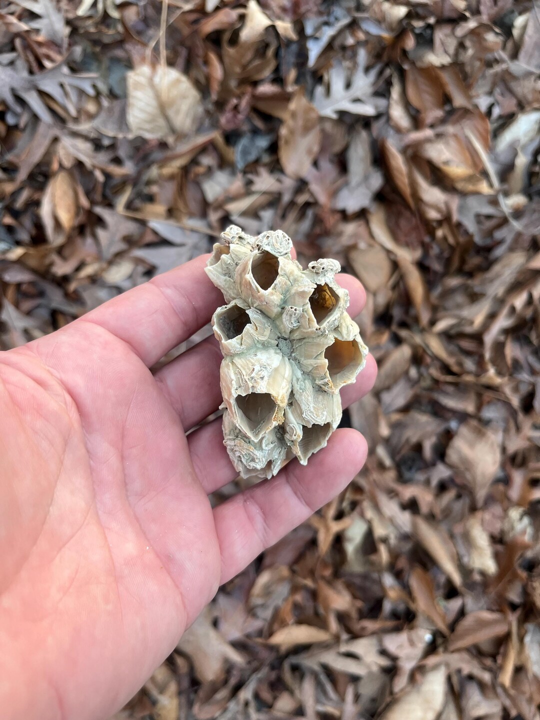 Fossilized Barnacle Cluster, Choptank Formation, Calvert Cliffs ...