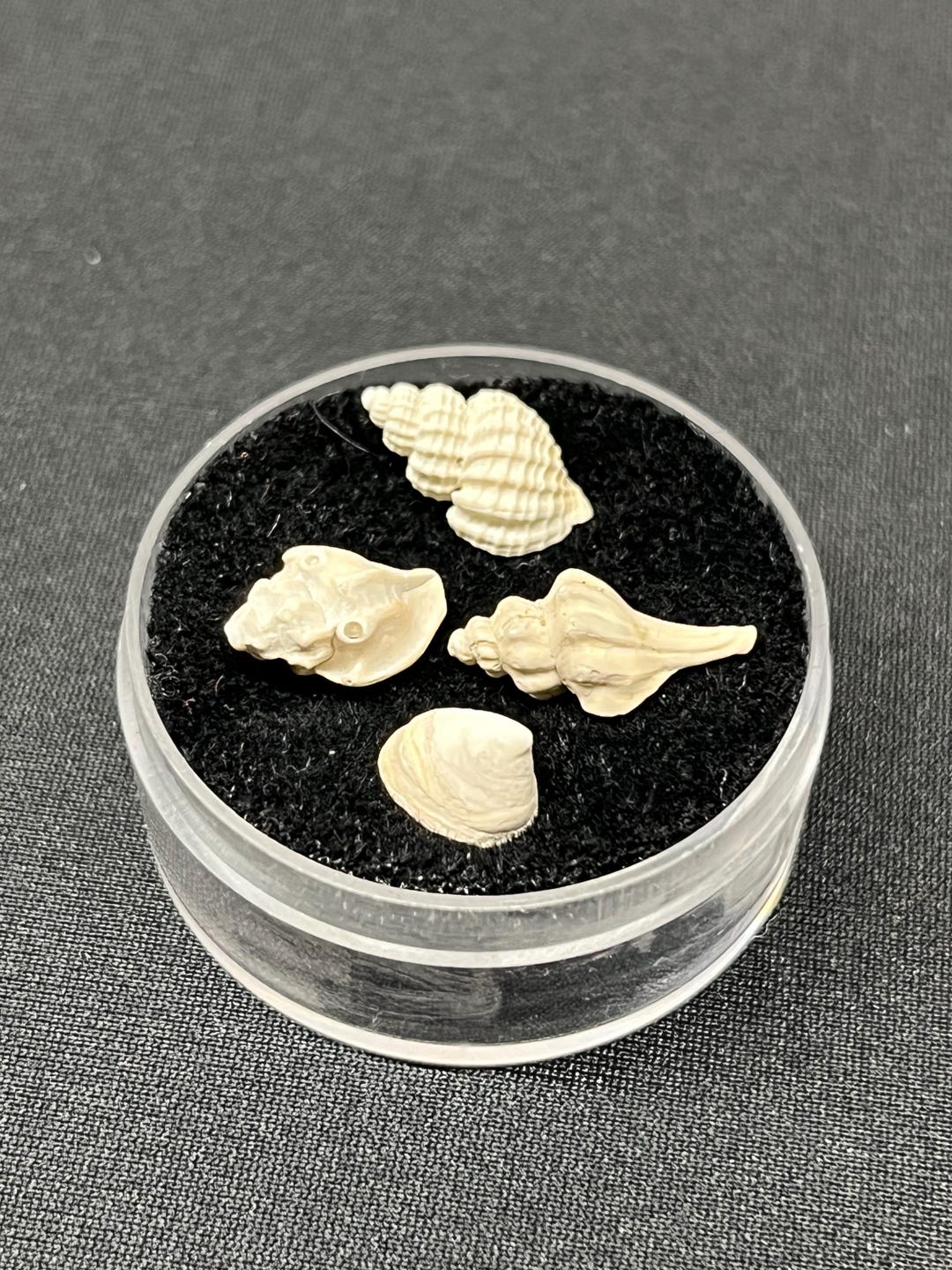 Fossilized Whelk, Cup and Saucer, Mud Snail, and Murex Shell Collecrion ...