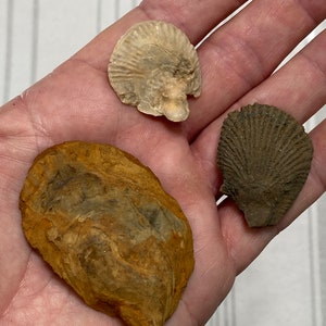 3 Fossilized Paleocene Oyster Shells From Maryland Intact - Etsy
