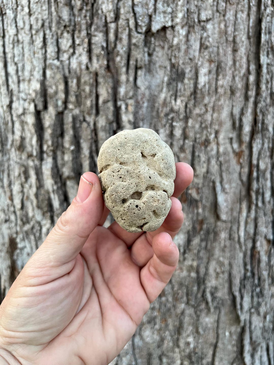 Fossilized Hydrozoan Colony, Choptank Formation, Calvert Cliffs ...