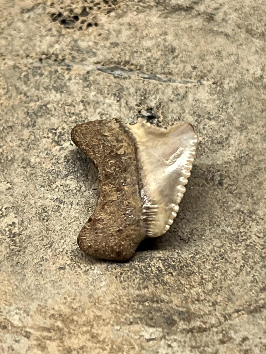 Fossilized Posterior Megalodon Shark Tooth From the Calvert Formation ...