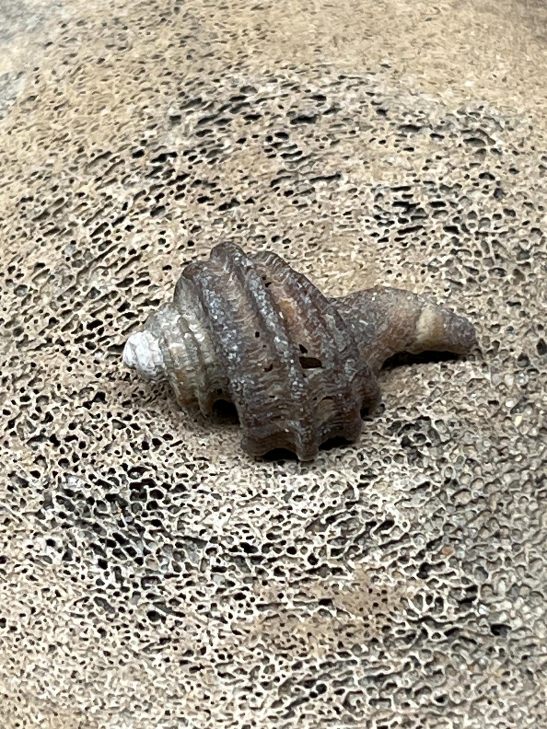 Fossilized Ecphora Shell From the St. Mary’s Formation of Calvert ...