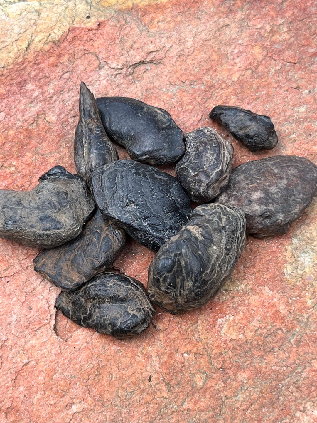 10 Fossilized Tilly Fish Bones, North Carolina - Etsy