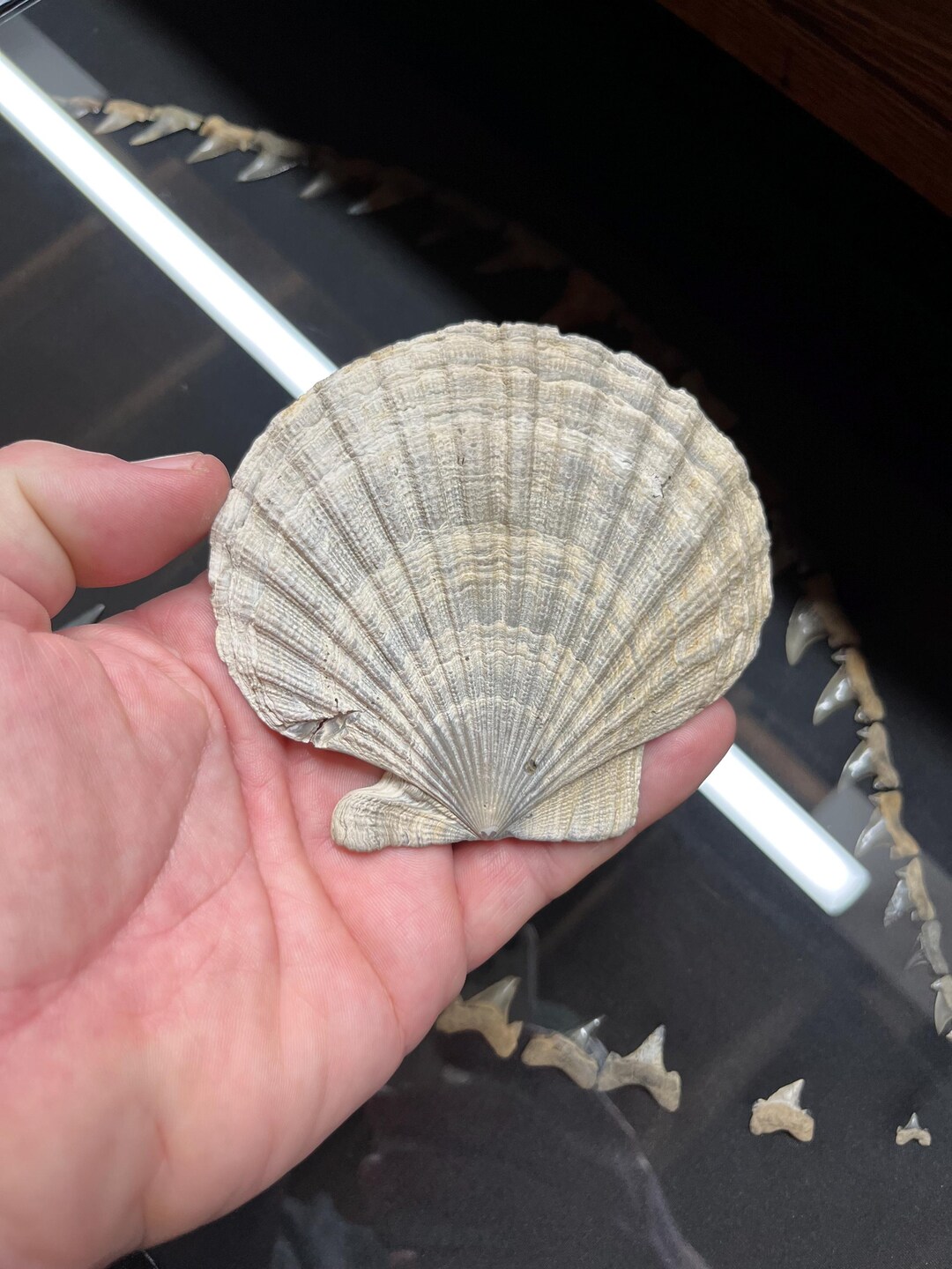 Fossilized Chesapecten Shell From the Choptank Formation of Calvert ...