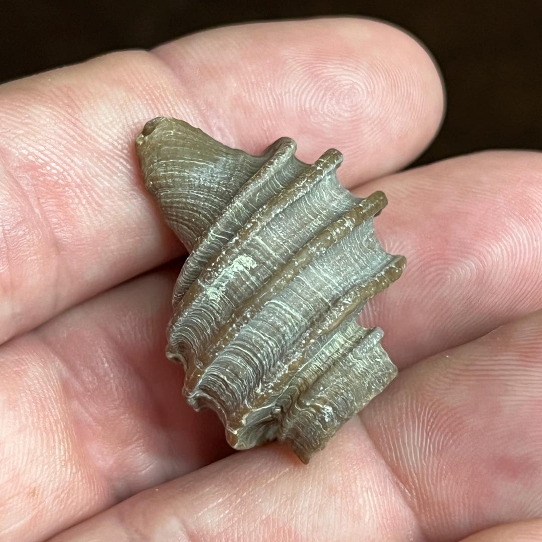 Fossilized Ecphora Shell From the Choptank Formation of Calvert Cliffs ...