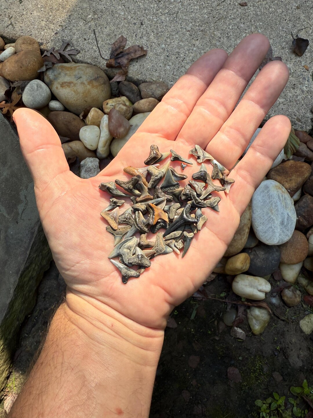 50 Fossilized Mixed Miocene Shark Teeth, Calvert Cliffs, Maryland - Etsy