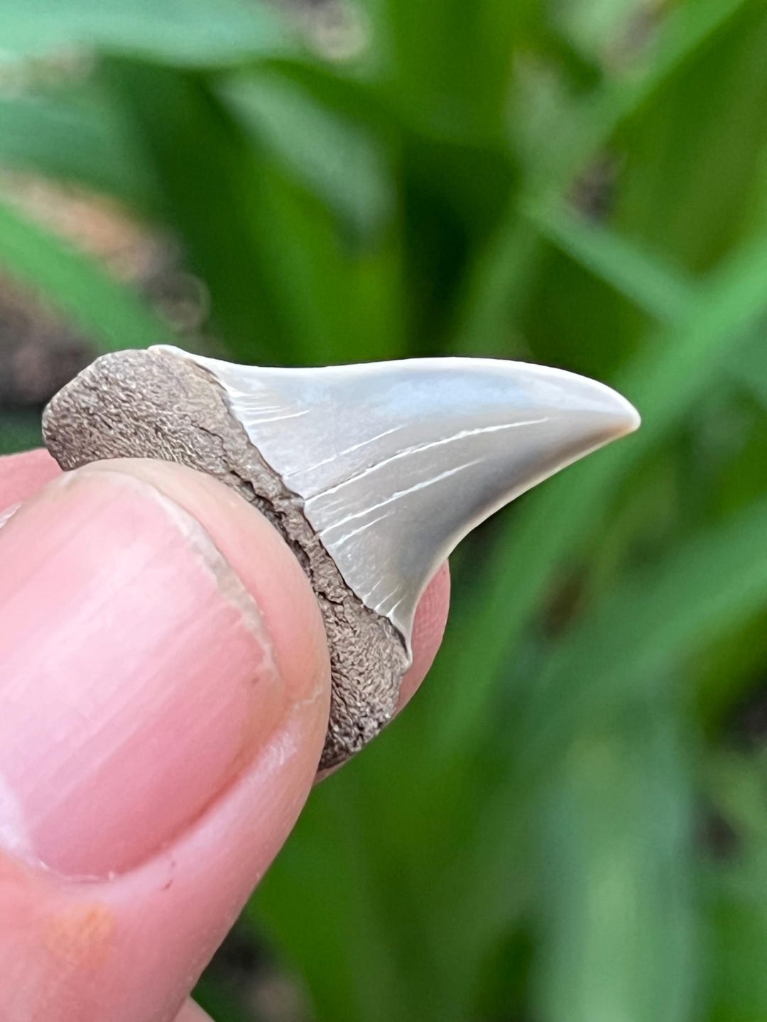 Fossilized Hastalis Shark Tooth, Choptank Formation, Calvert Cliffs ...