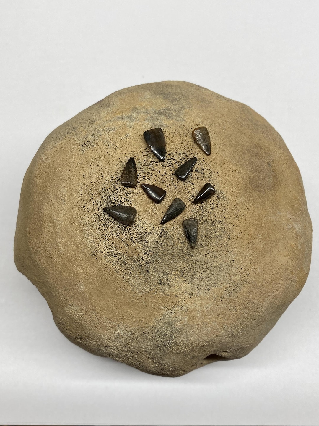 9 Fossilized Barracuda Teeth, Miocene in Age, Calvert Cliffs, Maryland ...