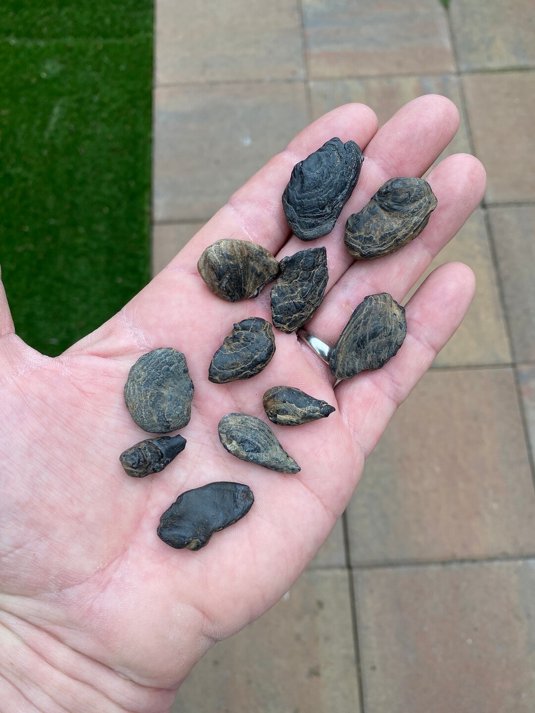 10 Fossilized Tilly Fish Bones From North Carolina - Etsy