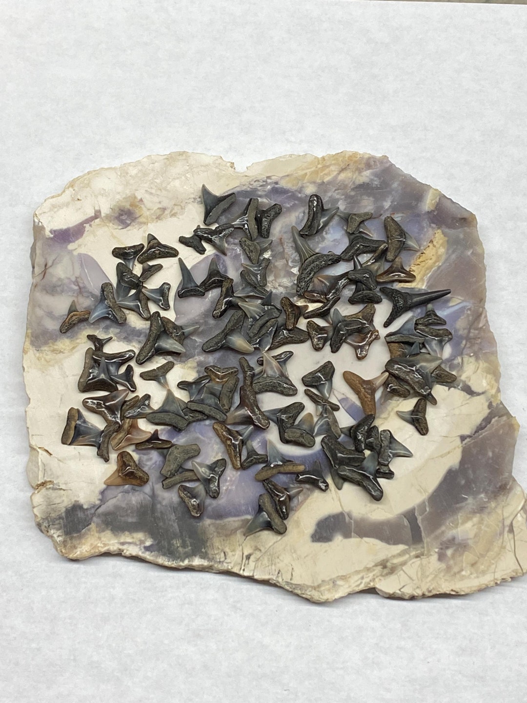 100 Fossilized Shark Teeth, Miocene, Calvert Formation, Calvert Cliffs ...