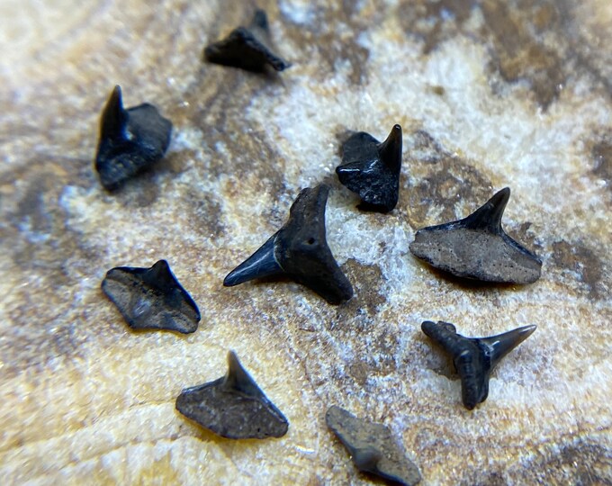 9 Fossilized Paleocene Angel Shark Teeth From Maryland - Etsy
