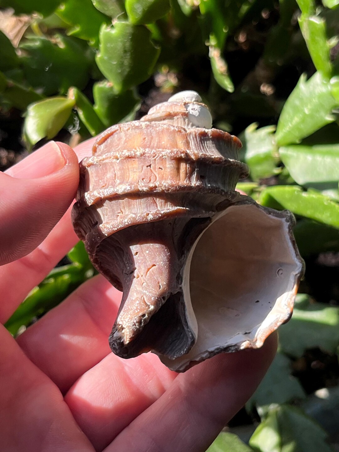 Large Fossilized Ecphora Shell From the St. Mary’s Formation of Calvert ...