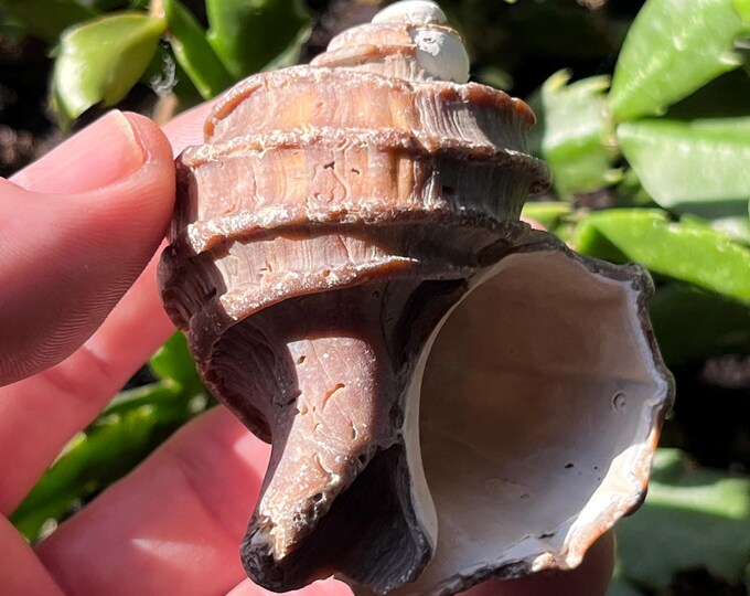 Large Fossilized Ecphora Shell From the St. Mary’s Formation of Calvert ...