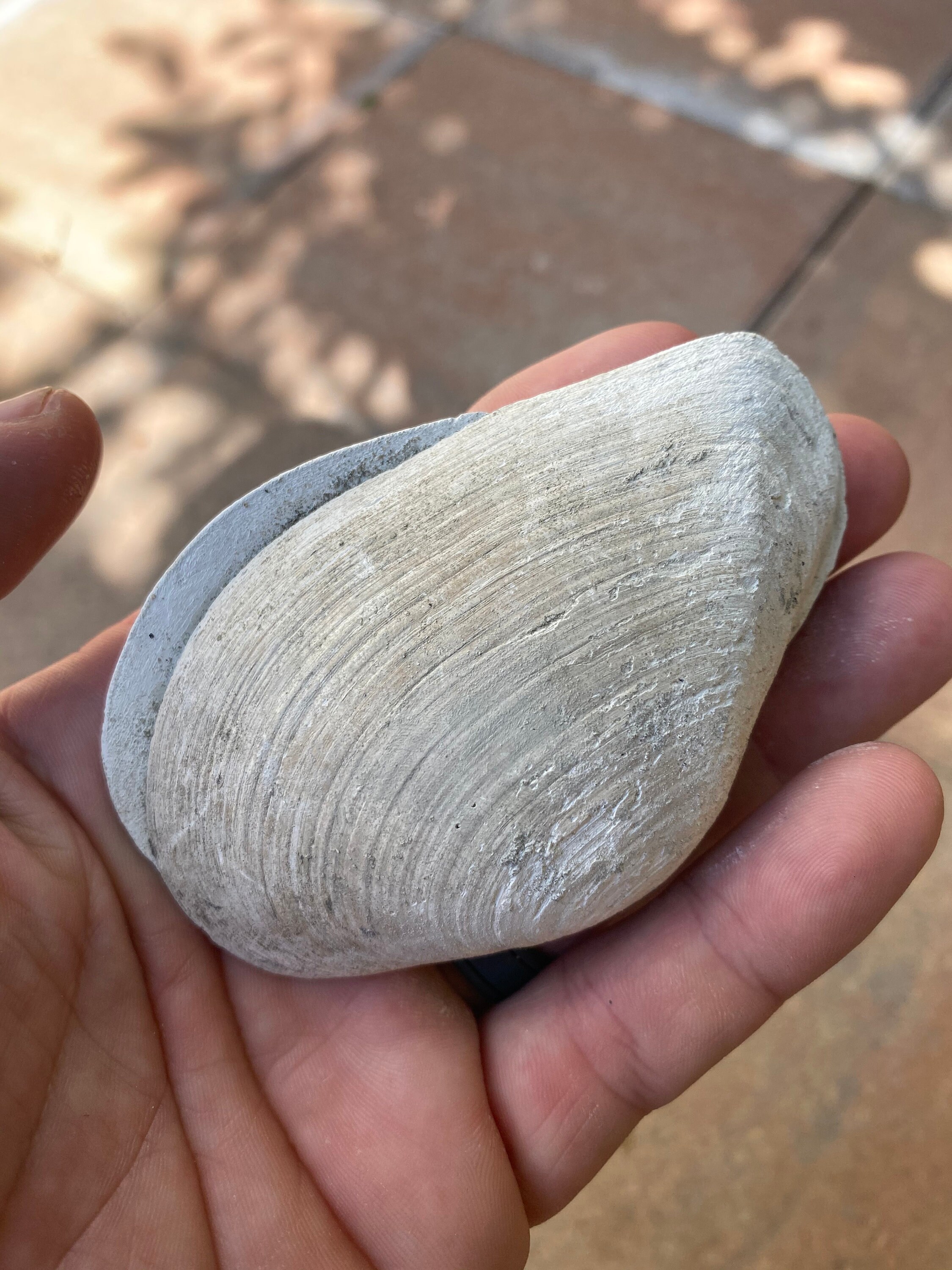Fossilized Clam Shell from Calvert Cliffs Maryland Craft Supplies ...