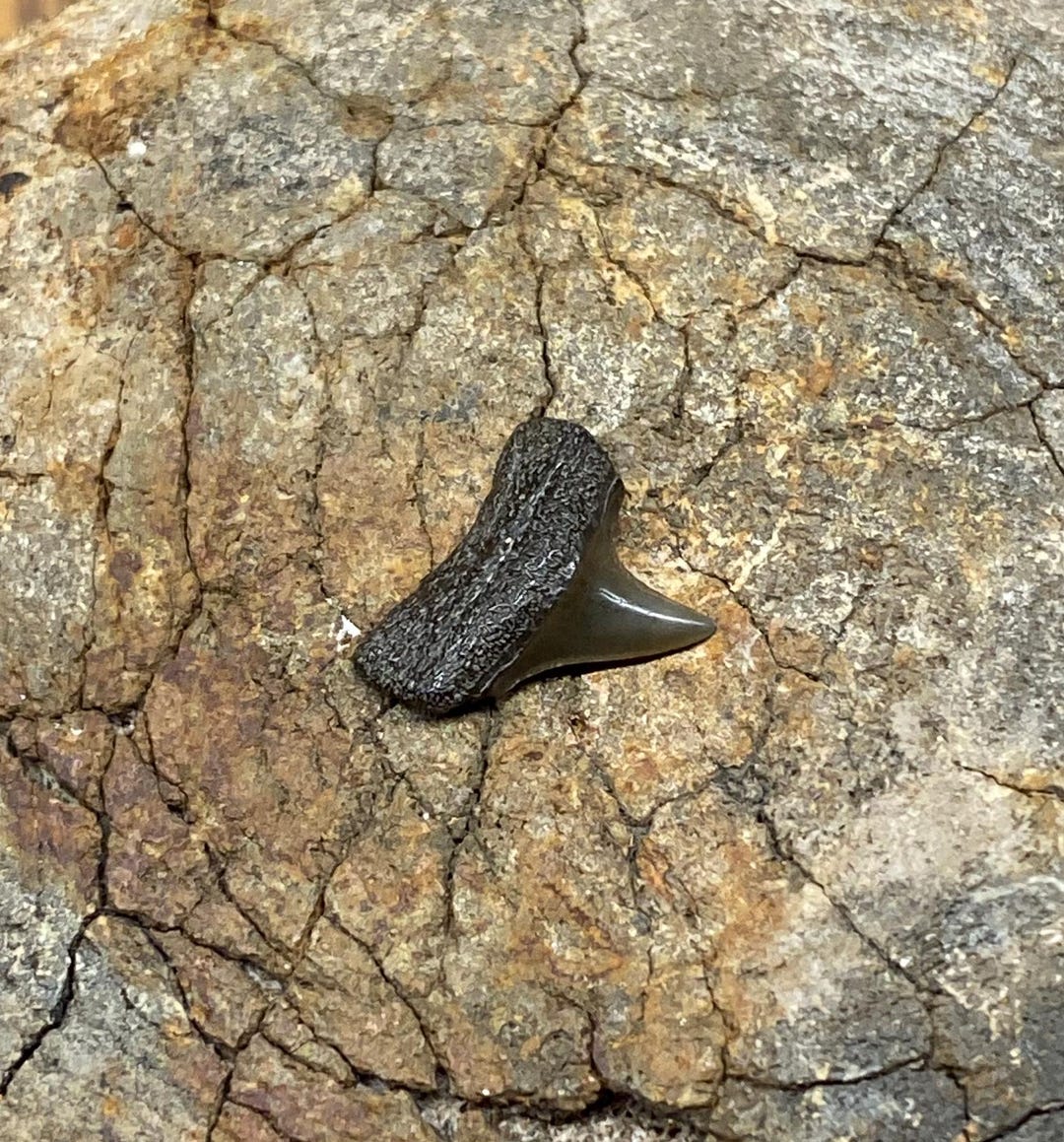 Fossilized Posterior Hastalis Shark Tooth From the Calvert Formation of ...