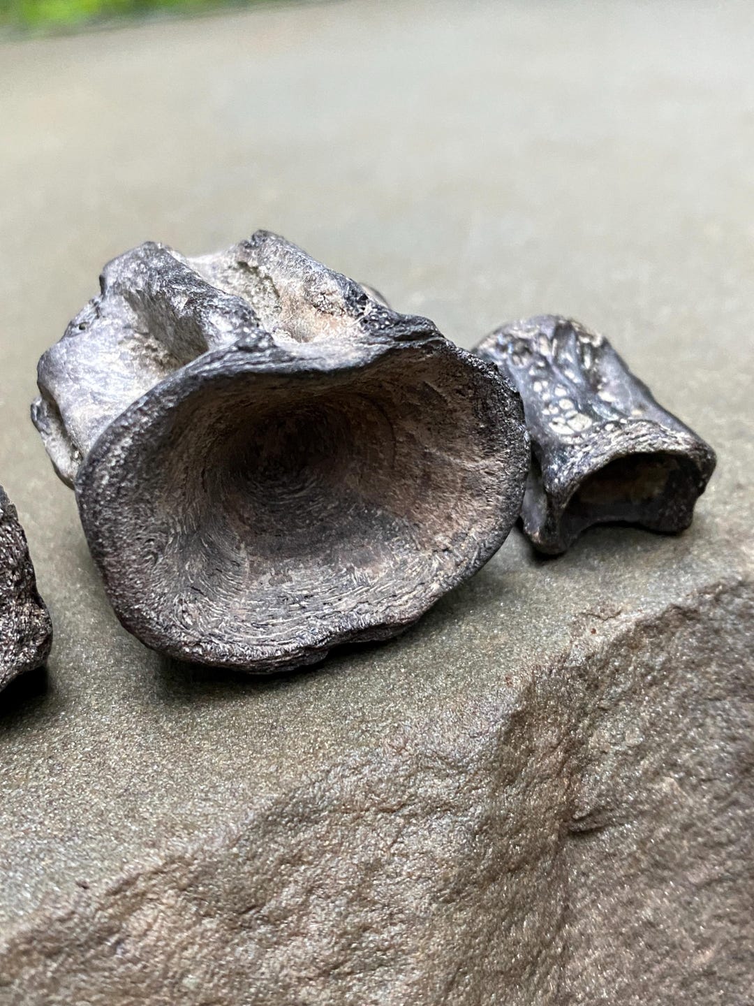 4 Fossilized Fish Verts, Miocene in Age, Calvert Cliffs, Maryland ...